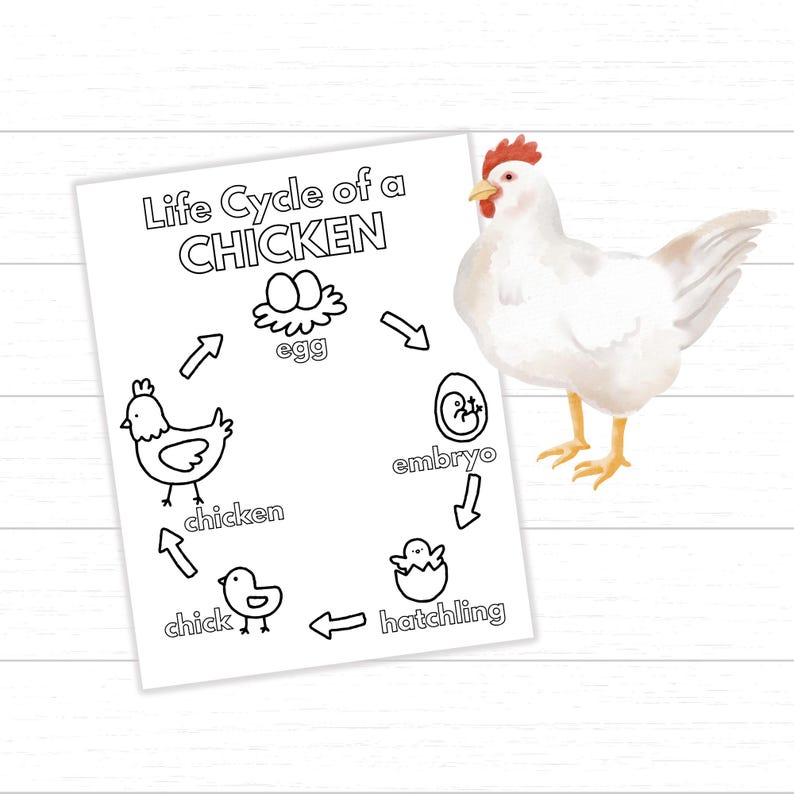 Chicken Life Cycle Coloring Page Printable, Farm Animal Worksheet ...