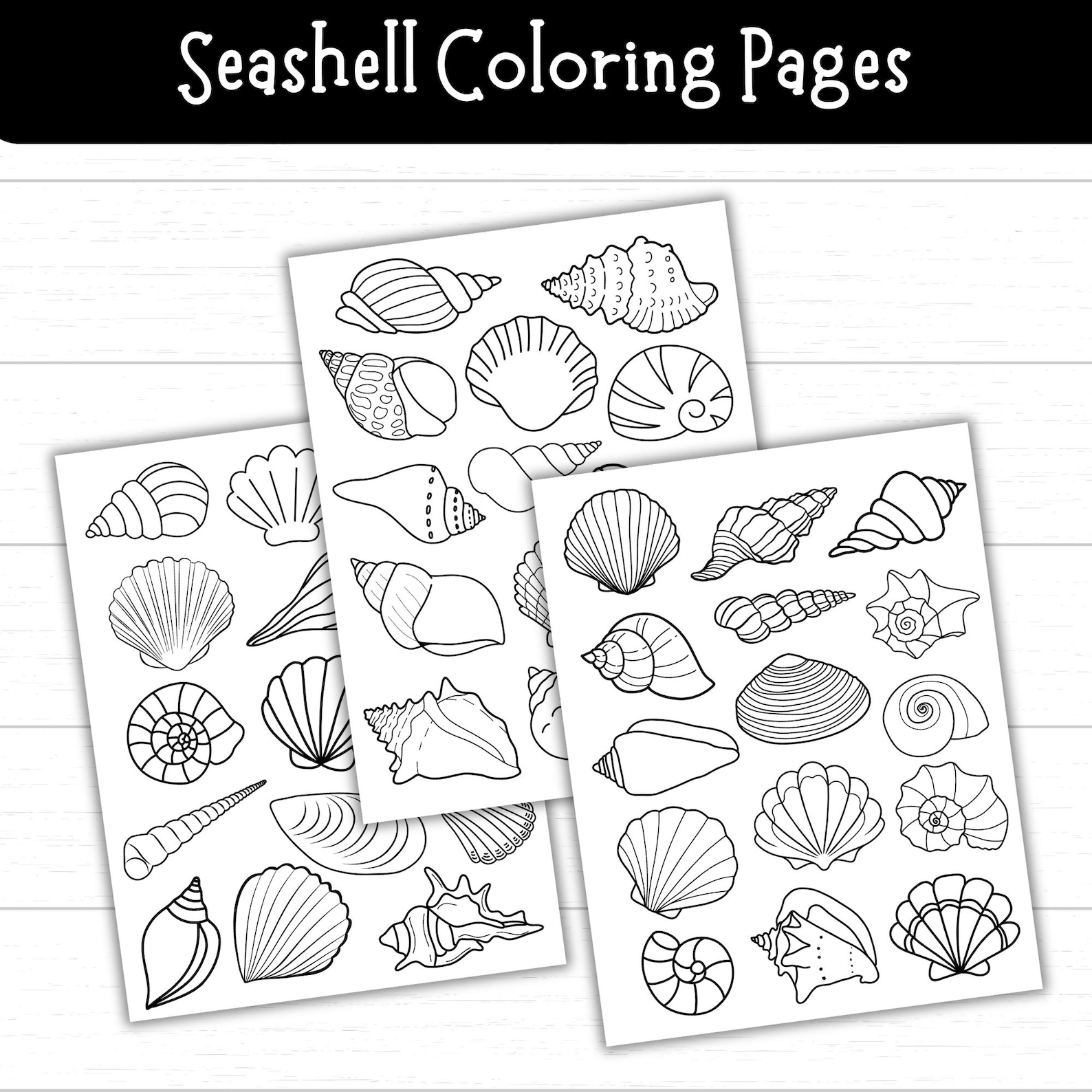 Printable Seashell Coloring Pages, Seashell Templates for Crafts and ...