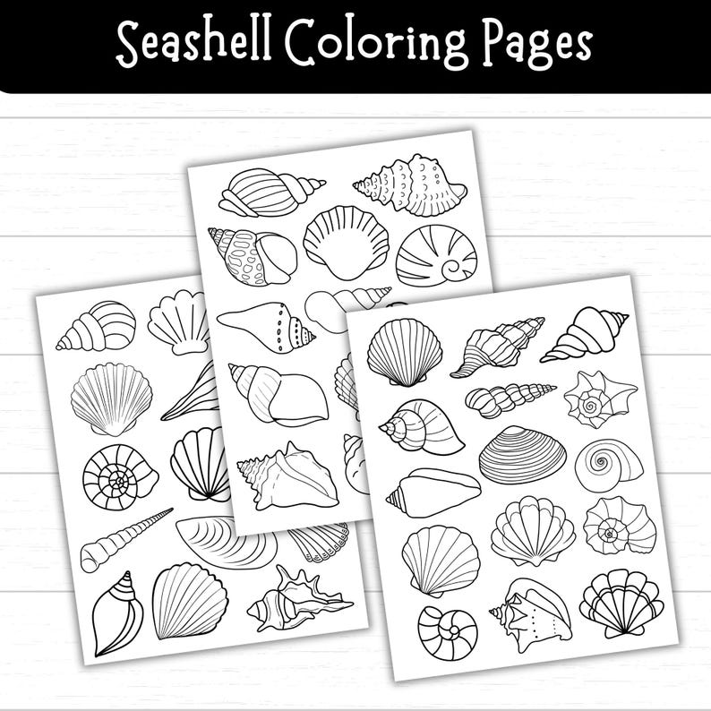 Printable Seashell Coloring Pages, Seashell Templates for Crafts and ...