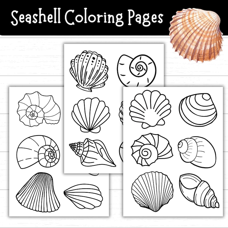Seashell Coloring Pages Printable, Blank Seashell Templates for Crafts ...