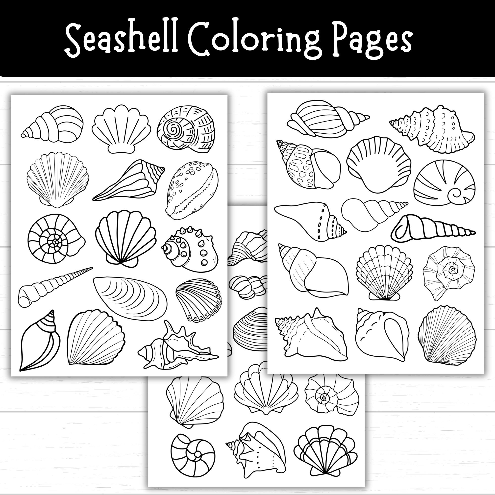 Printable Seashell Coloring Pages, Seashell Templates for Crafts and ...