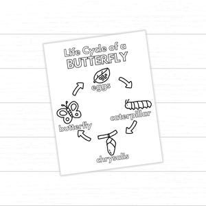 Printable Butterfly Life Cycle Coloring Page for Kids, Fun Science ...