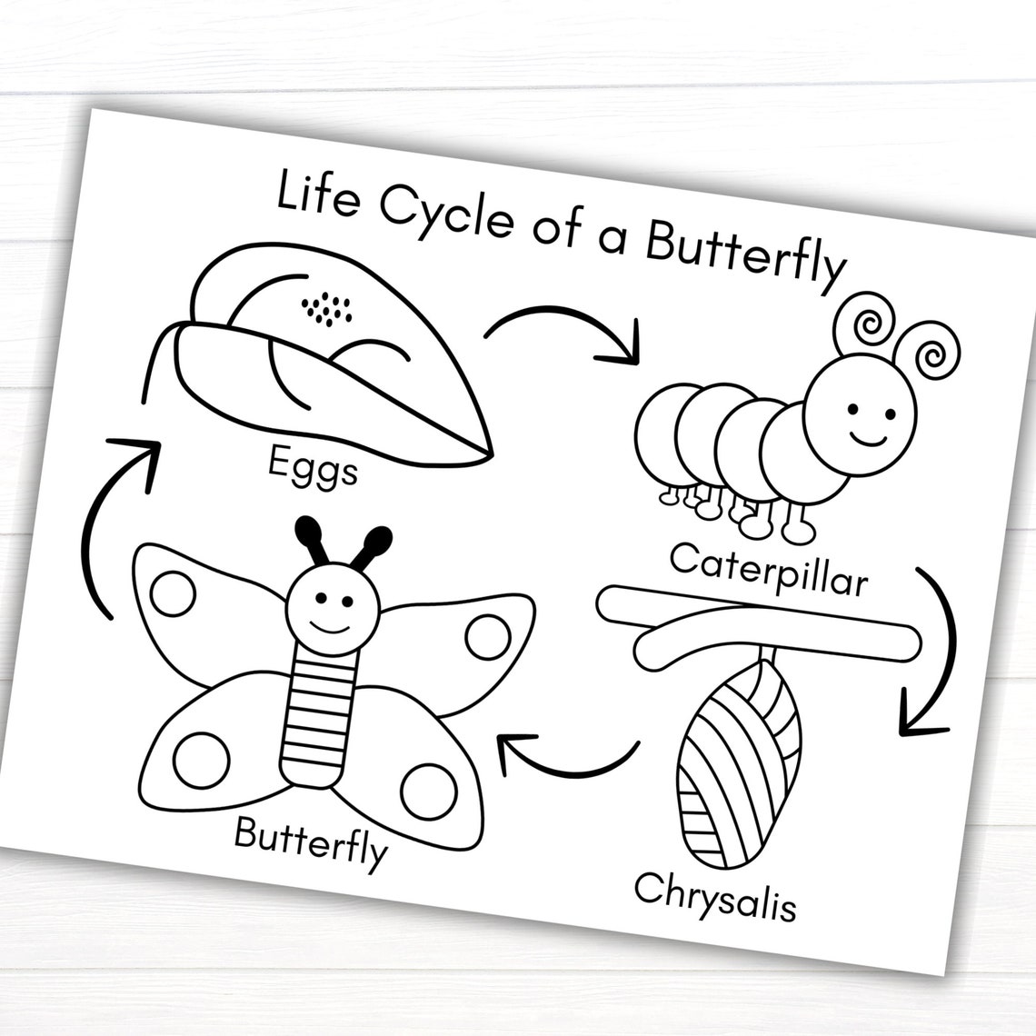 Butterfly Life Cycle Coloring Page, Printable Life Cycle of a Butterfly ...