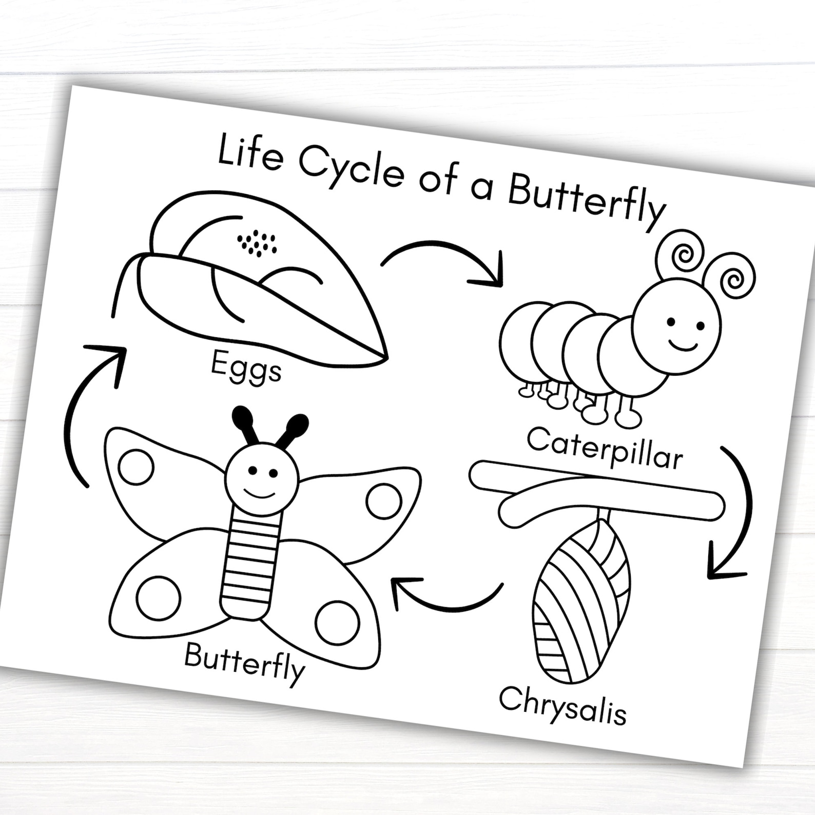Butterfly Life Cycle Coloring Page, Printable Life Cycle of a Butterfly ...
