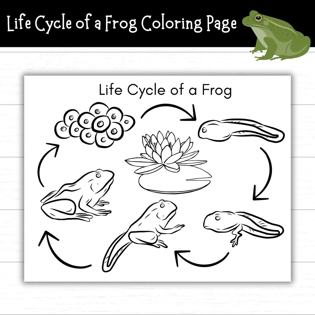 Life Cycle of a Frog Coloring Page, Frog Activities for Kids, Frog ...