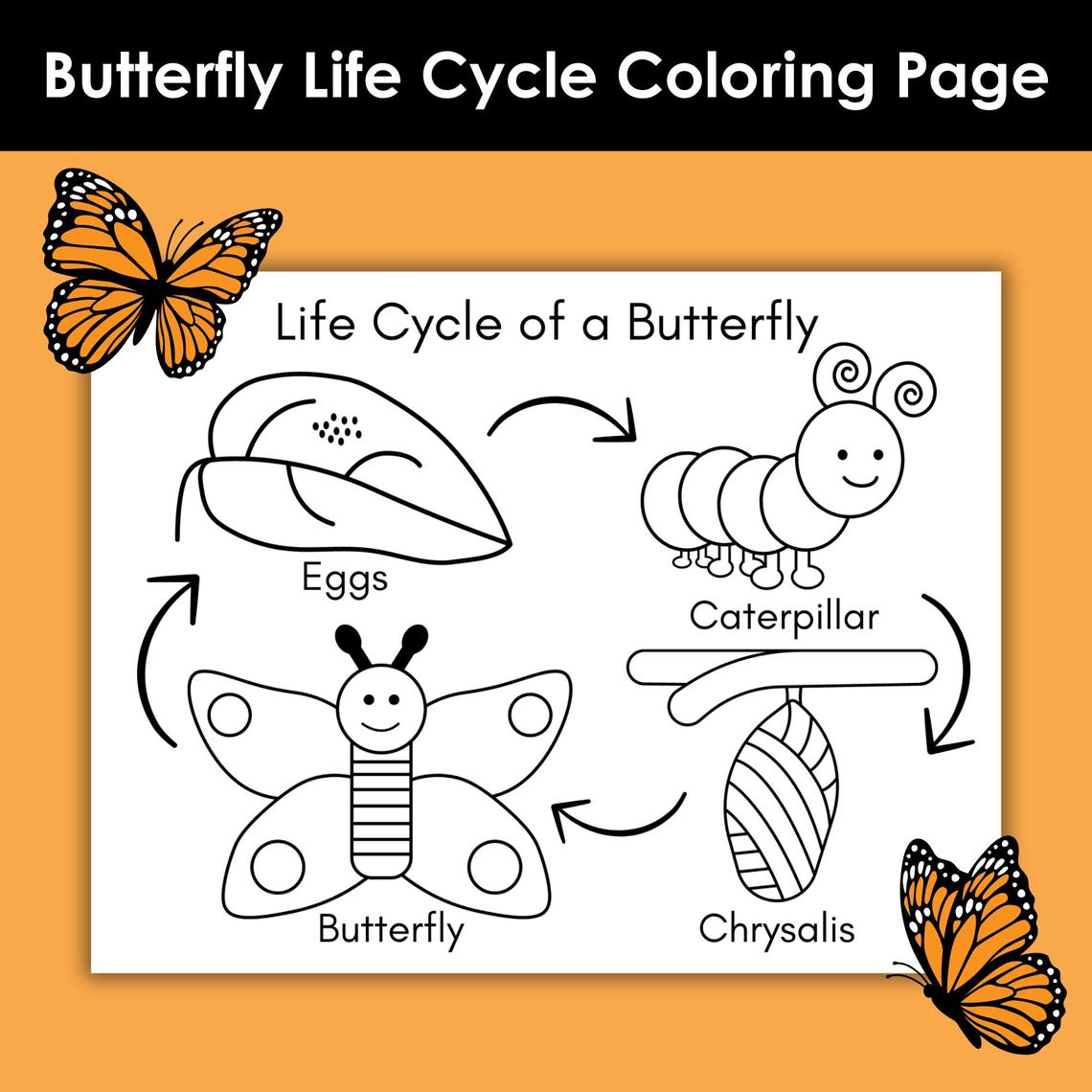 Butterfly Life Cycle Coloring Page Printable, Butterfly Worksheet for ...
