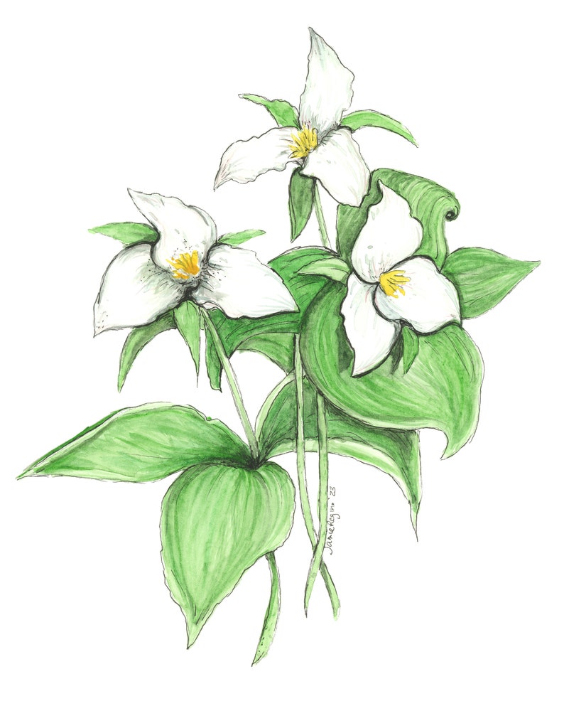 Hand Painted Water Color Trillium Print - Etsy