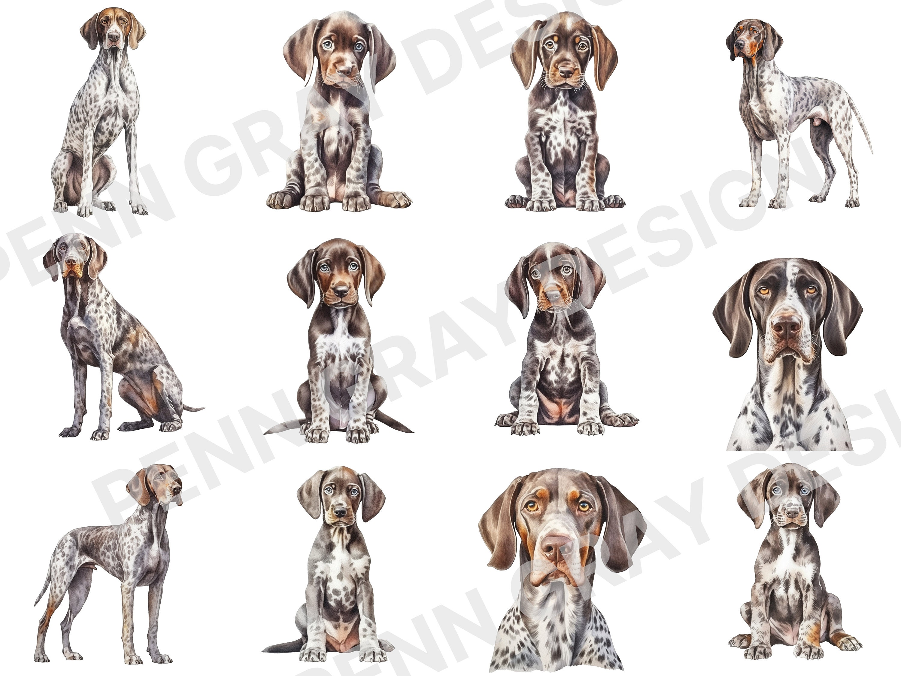 German Shorthaired Pointers (GSP): 24 High-quality Transparent PNG ...