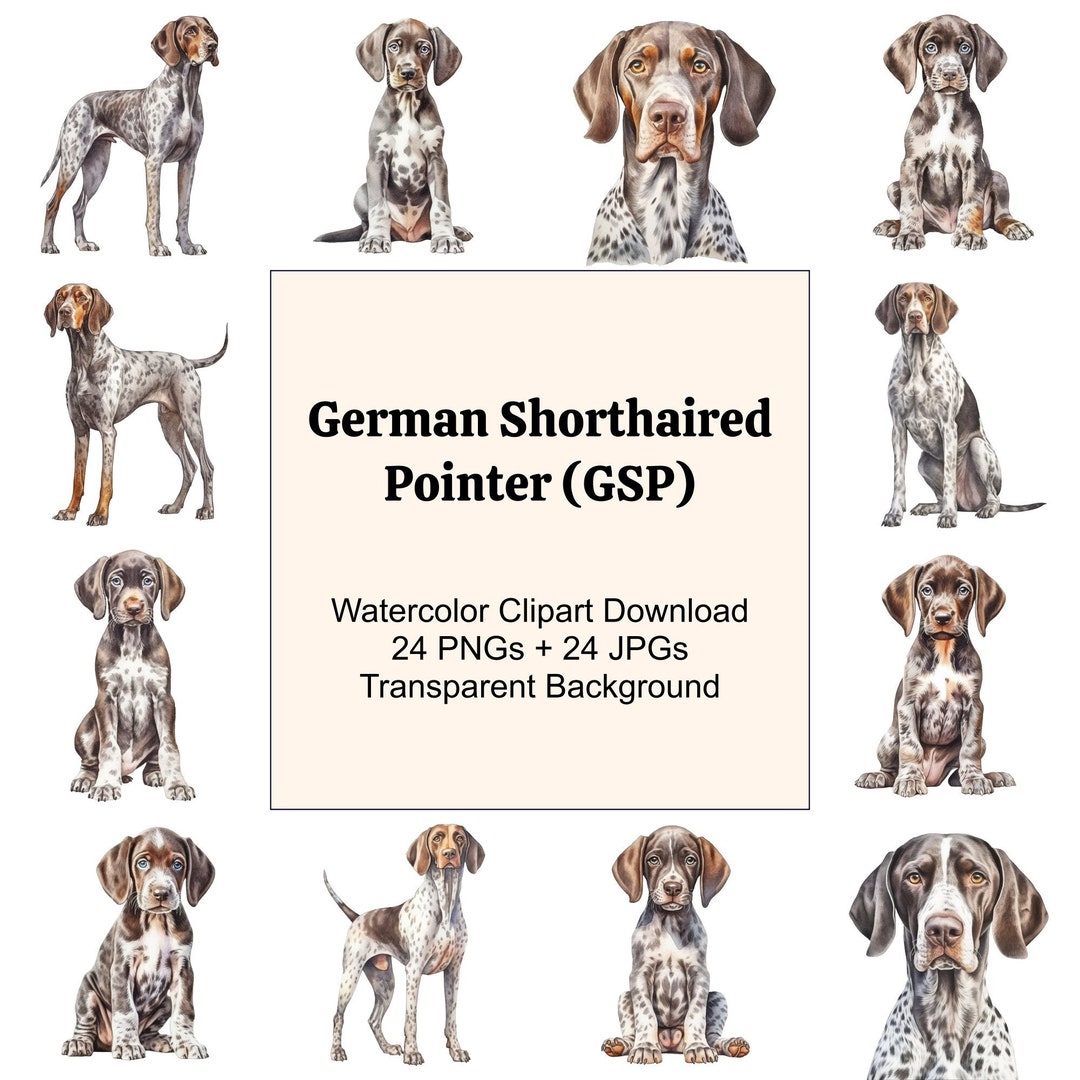 German Shorthaired Pointers (GSP): 24 High-quality Transparent PNG ...