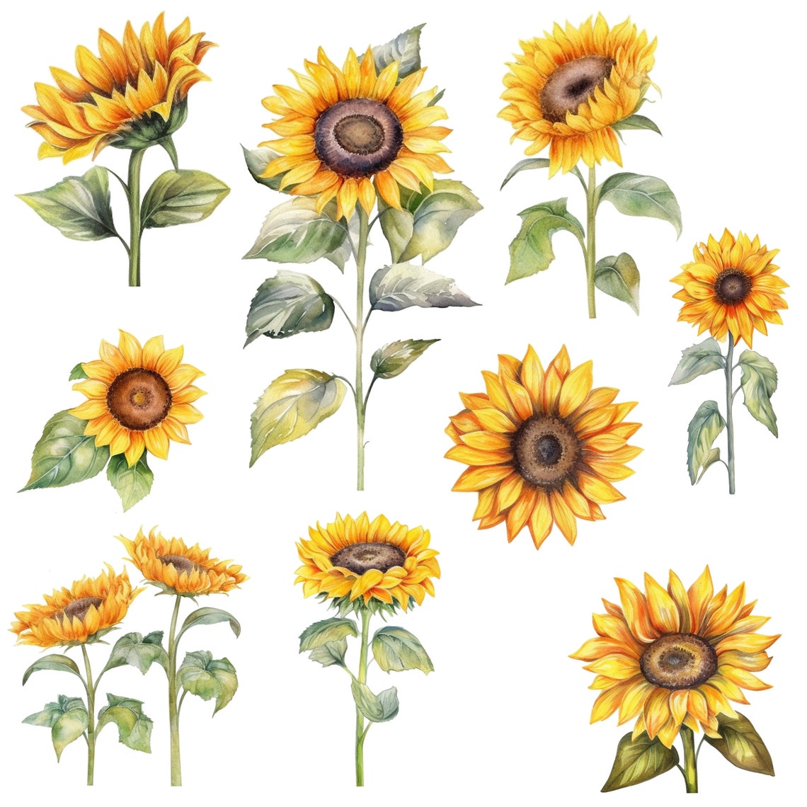 Set of 9 Sunflowers, Sunflower Clipart Bundle, Transparent Watercolor ...
