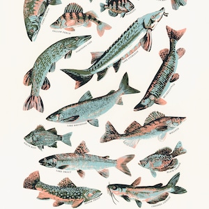 Freshwater Fish of the Great Lakes Water System Screenprint - Etsy