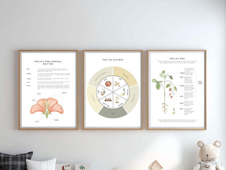 All About Plants Activity Pack | Homeschool Science Printable | Grades ...