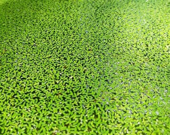 100% Pure Powder of Lemna Minor, Lesser Duckweed Powder, Herba Lammae ...