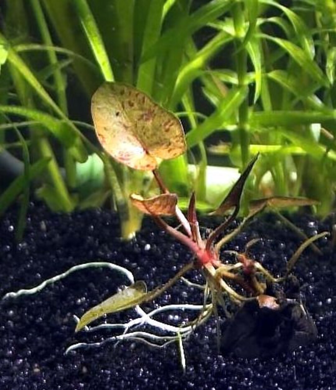 Red Tiger Lotus - Etsy