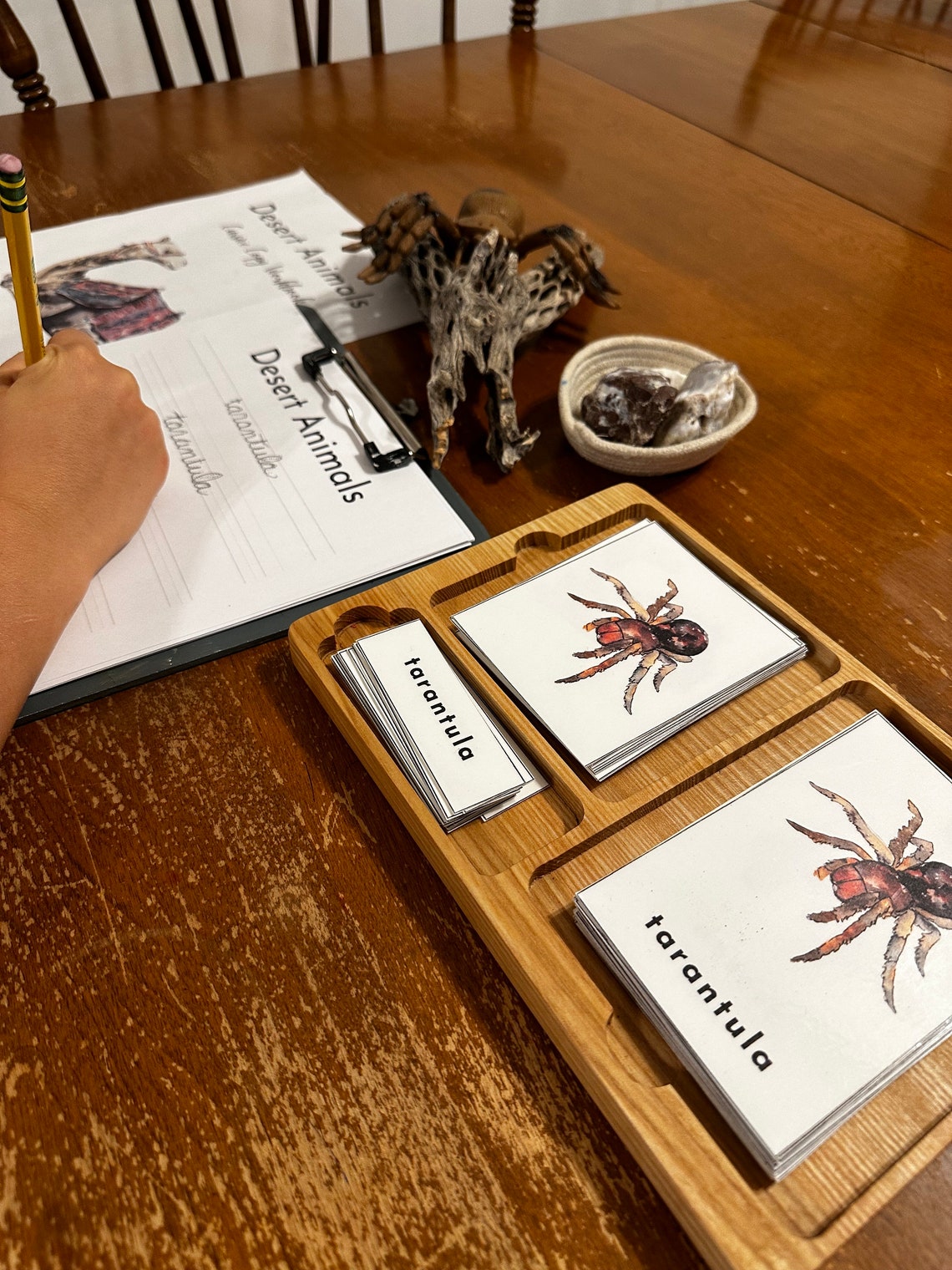 Desert Animals | Instant Download | Educational Flashcards| Learn ...