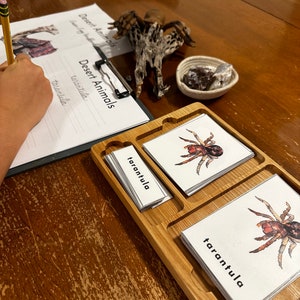 Desert Animals | Instant Download | Educational Flashcards| Learn ...