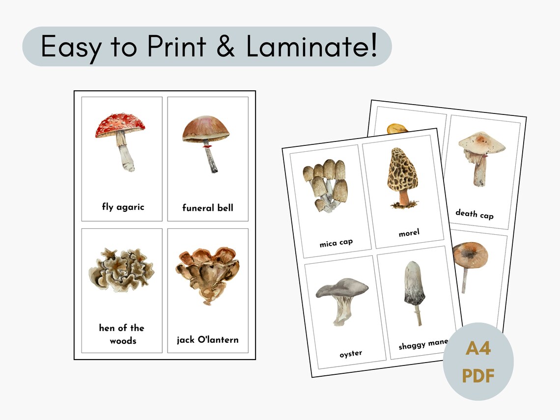Mushroom Flashcards | Instant Download | Fungi Cards | Educational ...