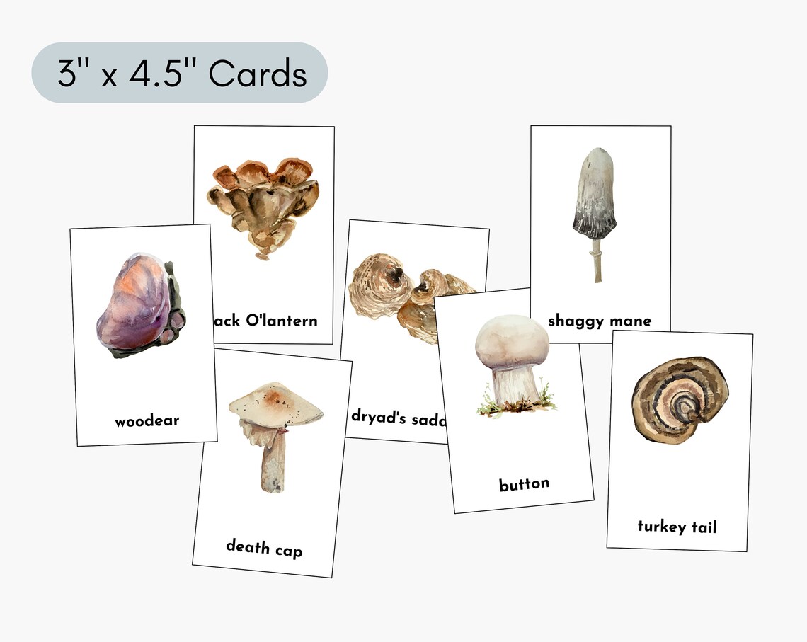 Mushroom Flashcards | Instant Download | Fungi Cards | Educational ...