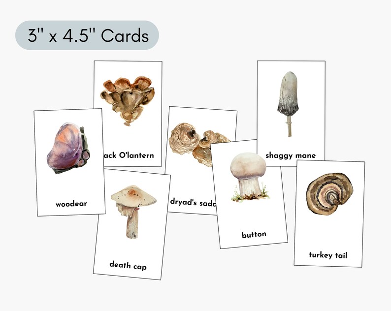Mushroom Flashcards | Instant Download | Fungi Cards | Educational ...