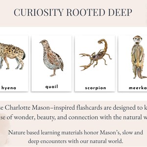 Desert Animal Flashcards | Instant Download | Nature Study| Learn ...