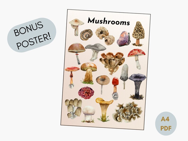 Mushroom Flashcards | Instant Download | Fungi Cards | Educational ...