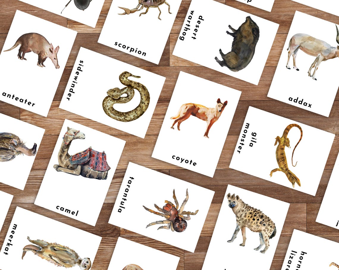 Desert Animal Flashcards | Instant Download | Nature Study| Learn ...
