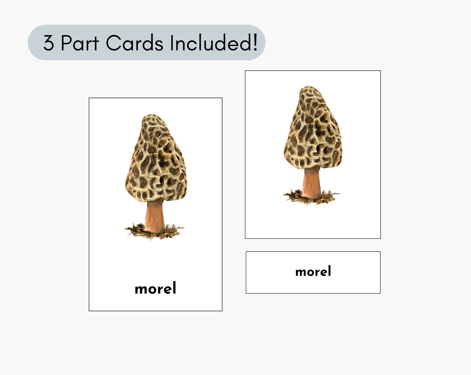 Mushroom Flashcards | Instant Download | Fungi Cards | Educational ...