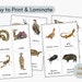 Desert Animals | Instant Download | Educational Flashcards| Learn ...