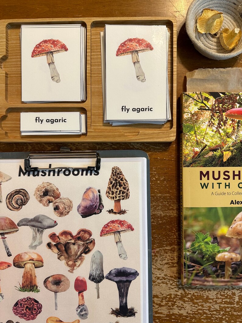 Mushroom Flashcards | Instant Download | Fungi Cards | Educational ...