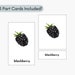 Fruit Flashcards Instant Download Educational Flashcards Learn Fruit ...