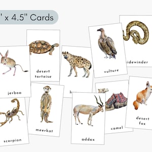 Desert Animals | Instant Download | Educational Flashcards| Learn ...