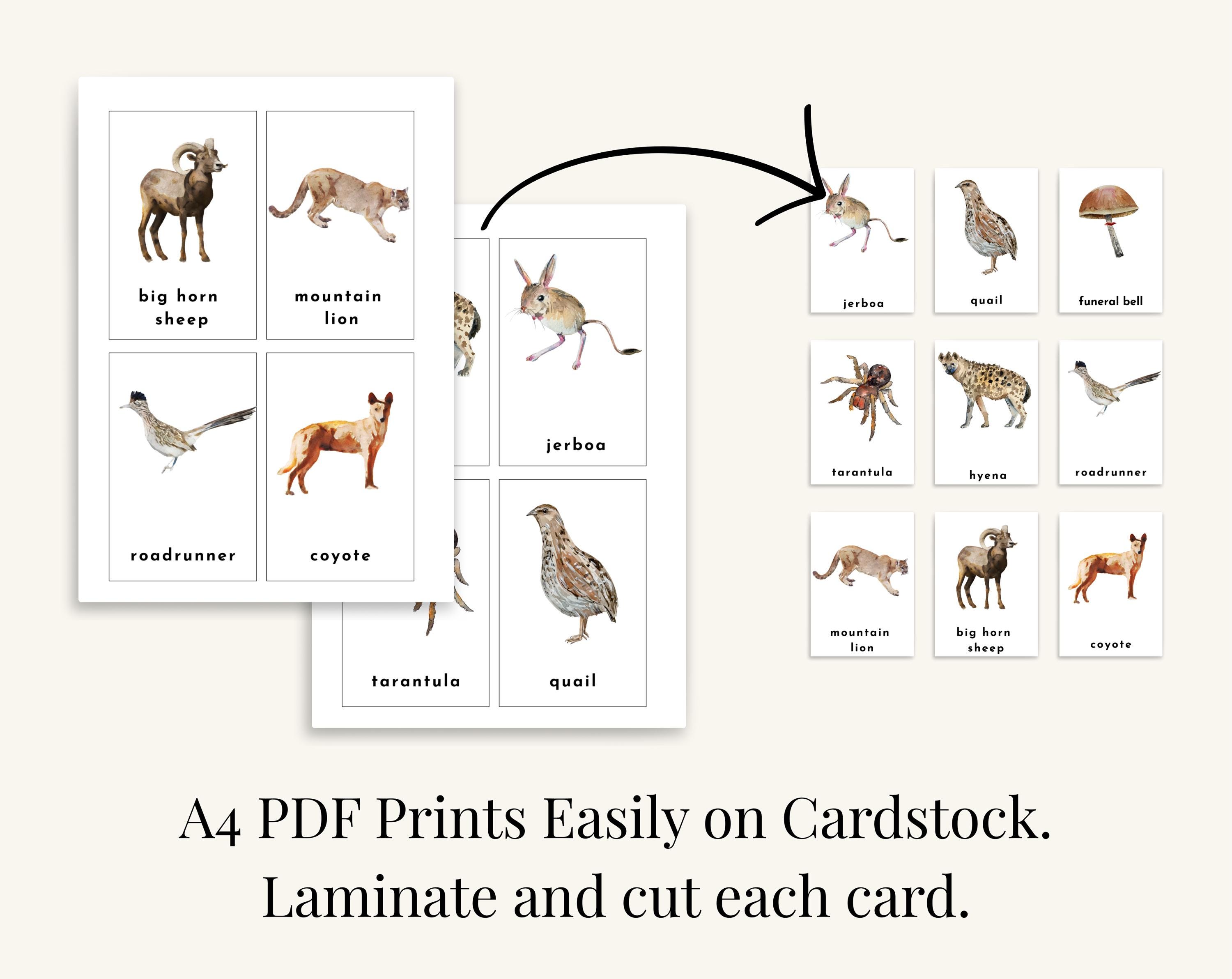 Desert Animal Flashcards | Instant Download | Nature Study| Learn ...