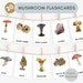 Mushroom Flashcards | Instant Download | Fungi Cards | Educational ...