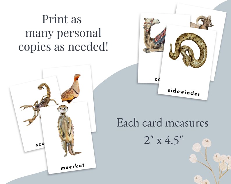 Desert Animal Flashcards | Instant Download | Nature Study| Learn ...