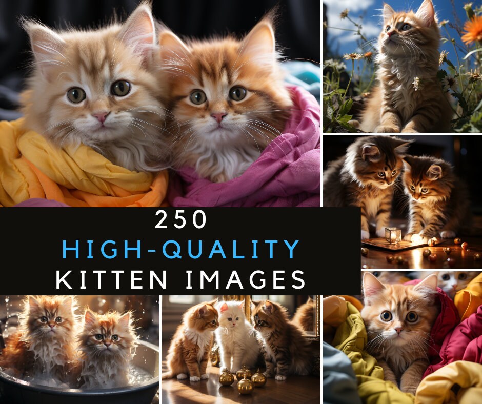 Kittens Image Set, Huge Set of 250 High-quality Digital Images of ...