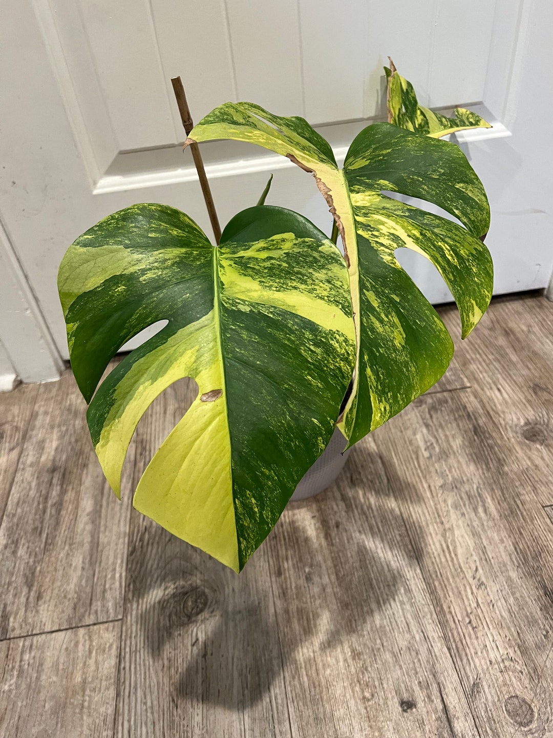 High Variegation Aurea Monstera - Etsy