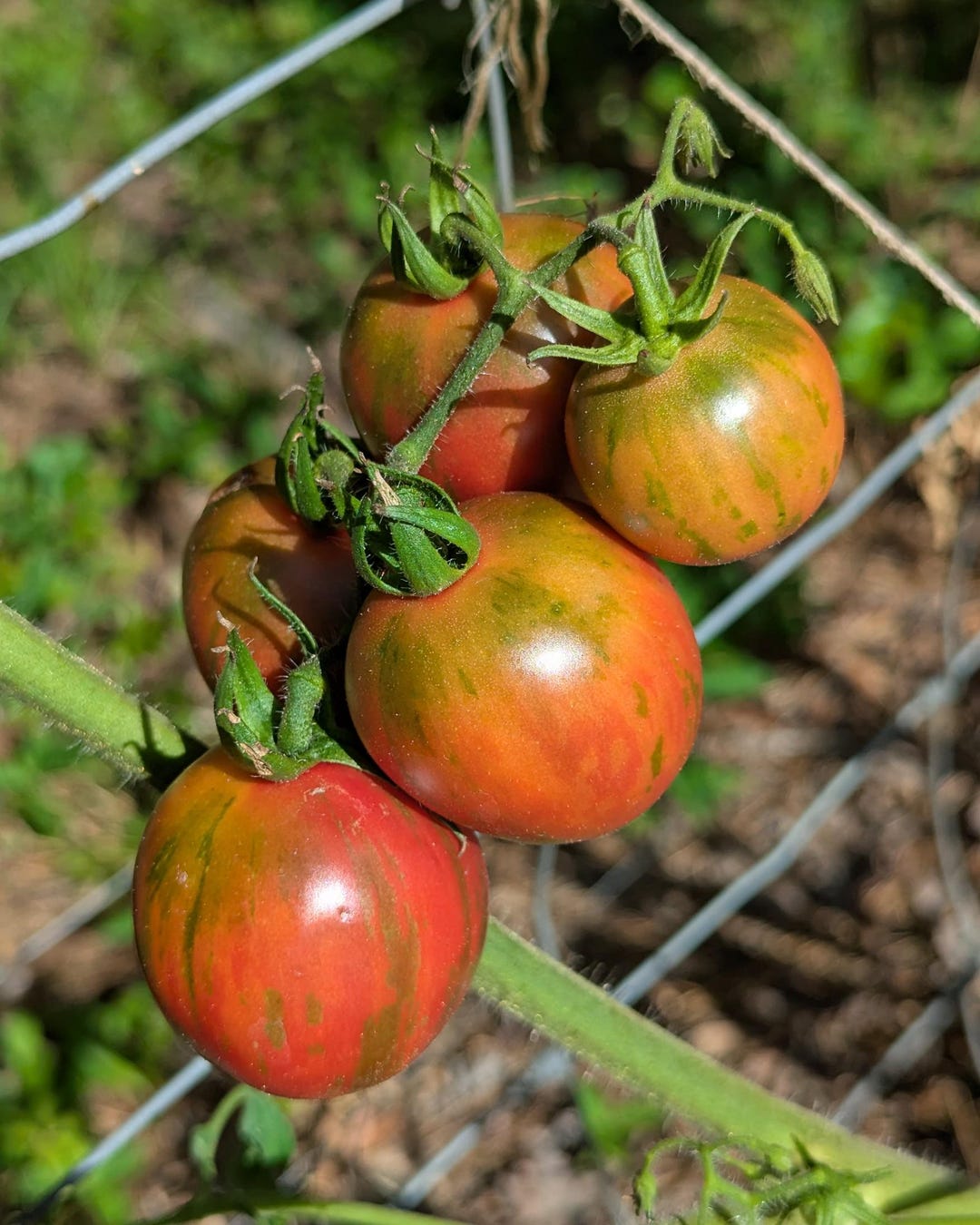 Violet Jasper Heirloom Cherry Tomato Seeds - Tzi Bi Tu Variety 20 ...