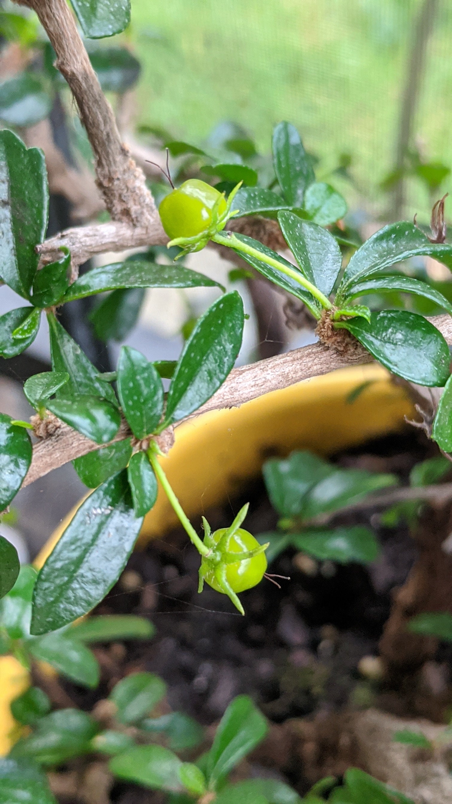 Seeds Fukien Tea Tree Seeds Carmona Bonsai Carmona Macrophylla Carmona ...