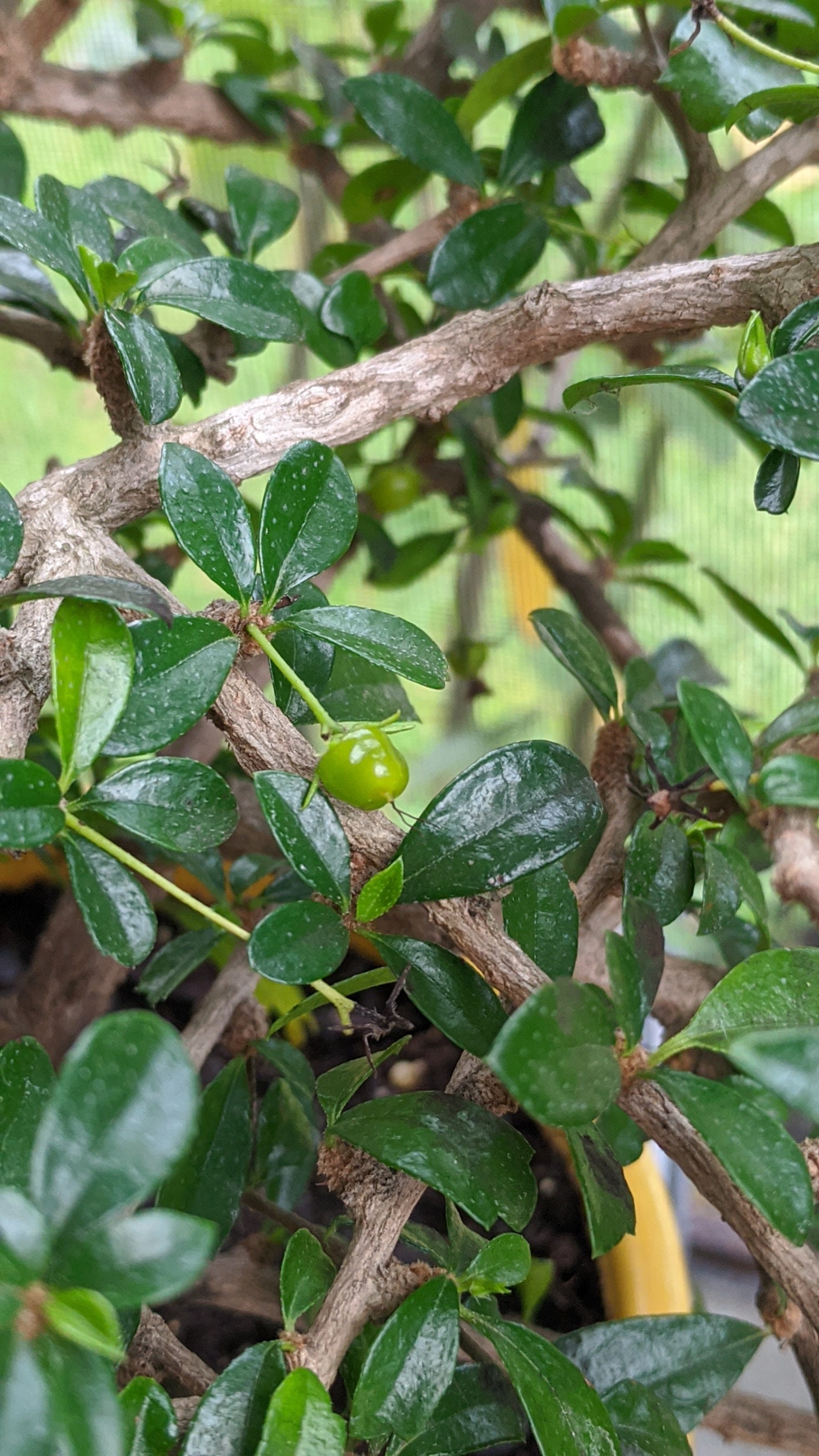 Seeds Fukien Tea Tree Seeds Carmona Bonsai Carmona Macrophylla Carmona ...