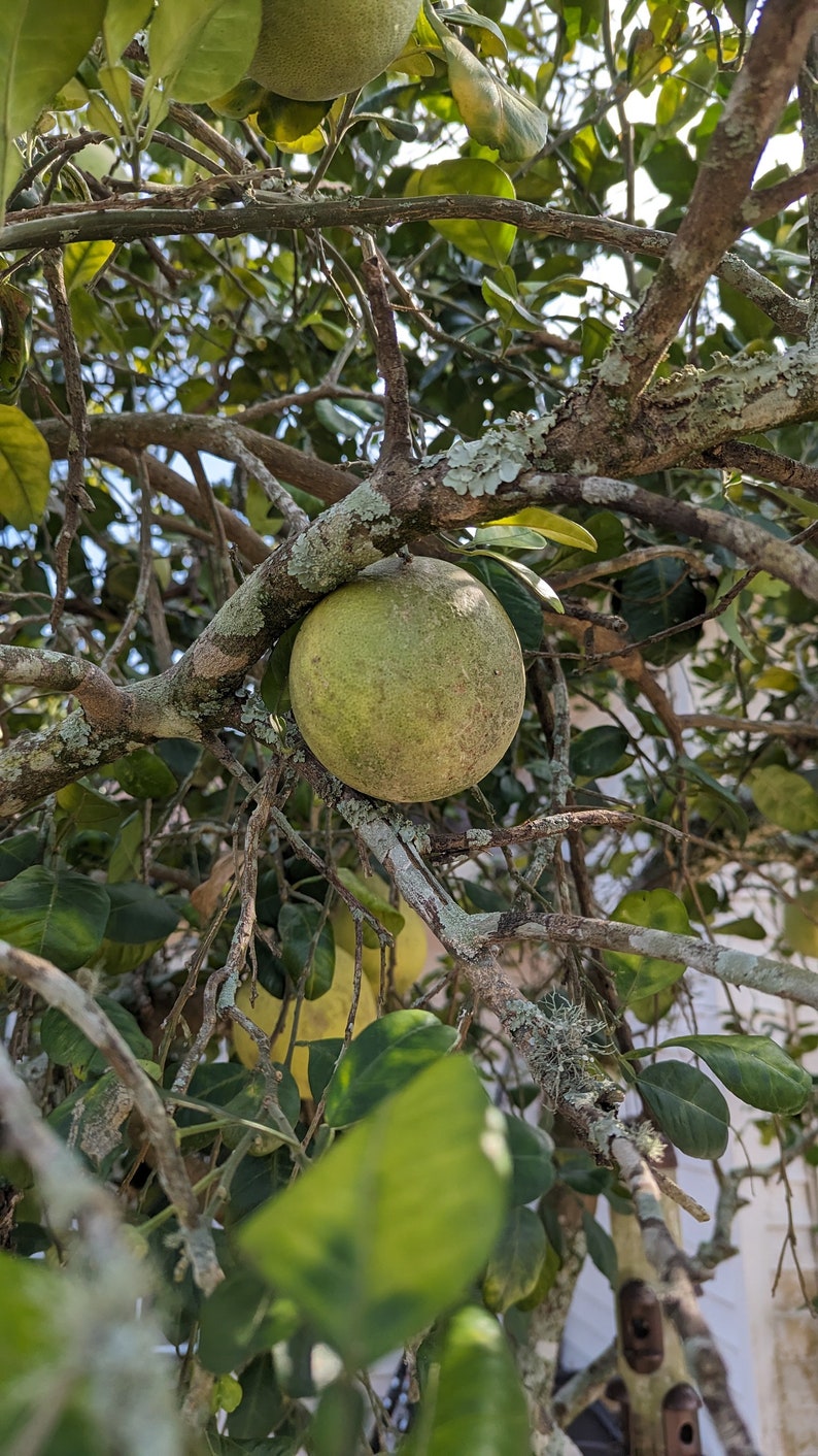 Pomelo Citrus Seeds Citrus Fruit 7 Seeds - Etsy