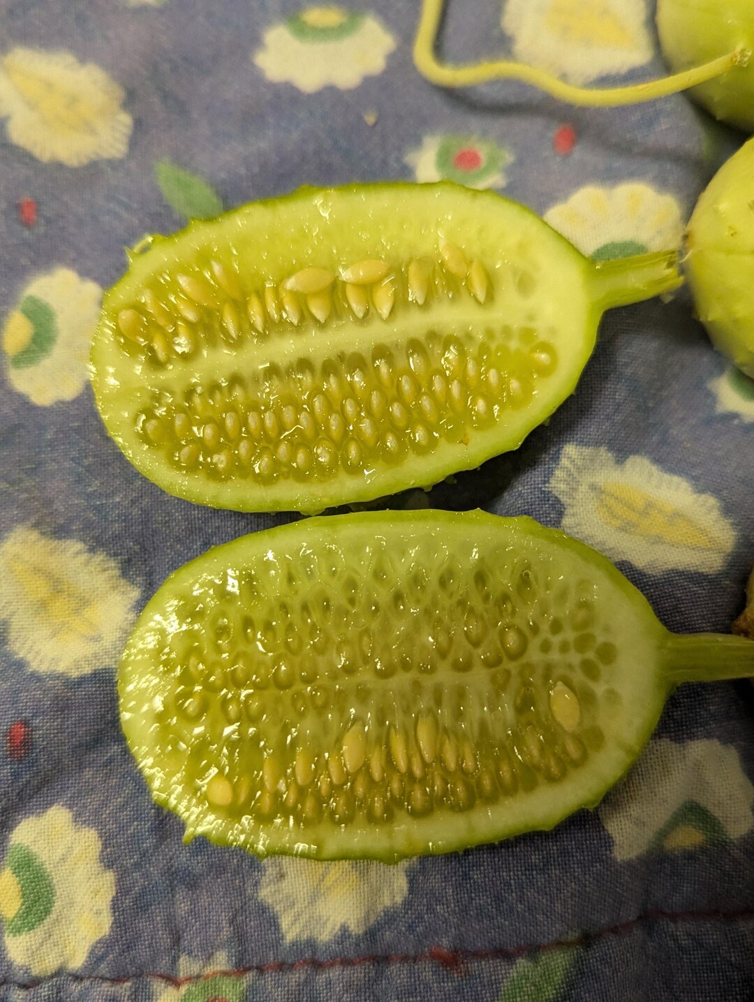 Burr Gherkin Fresh and Crunchy 30+ Seeds - Etsy