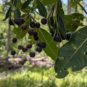 Grancy Greybeard, White Fringe Tree, Chionanthus Virginicus 13+ Seeds ...