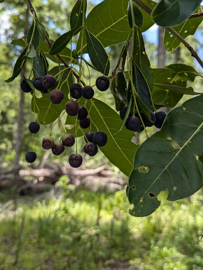 Grancy Greybeard, White Fringe Tree, Chionanthus Virginicus 13+ Seeds ...