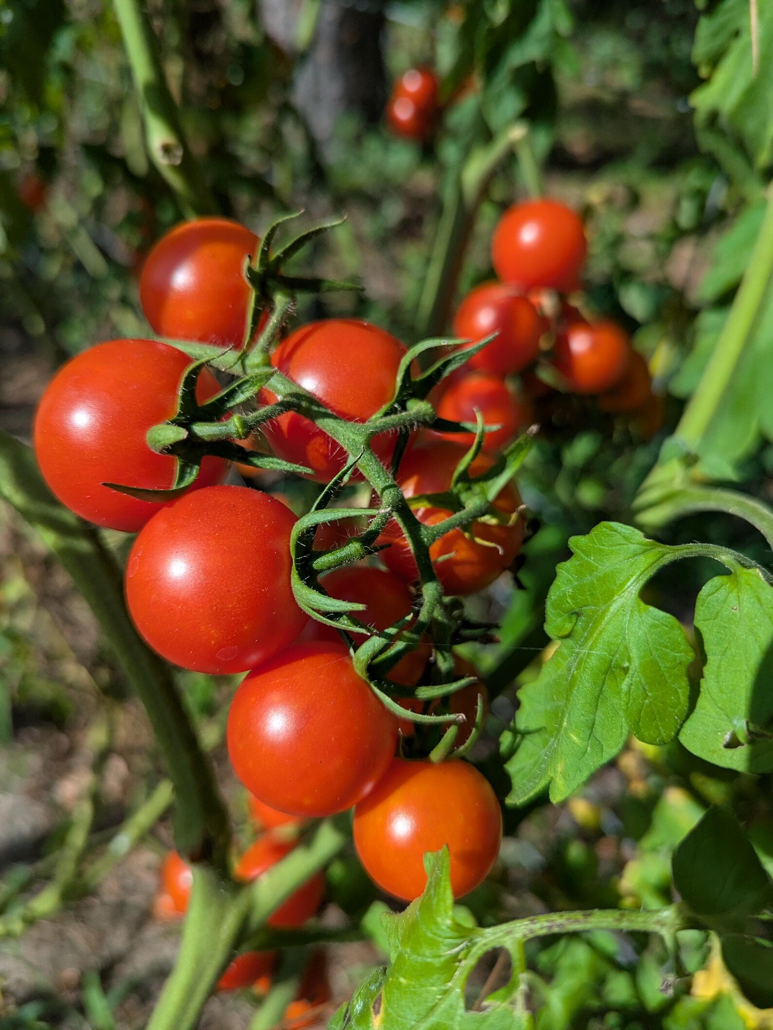 Tommy Toe Heirloom Tomato 30+ Seeds and Free Seeds With Your Order - Etsy
