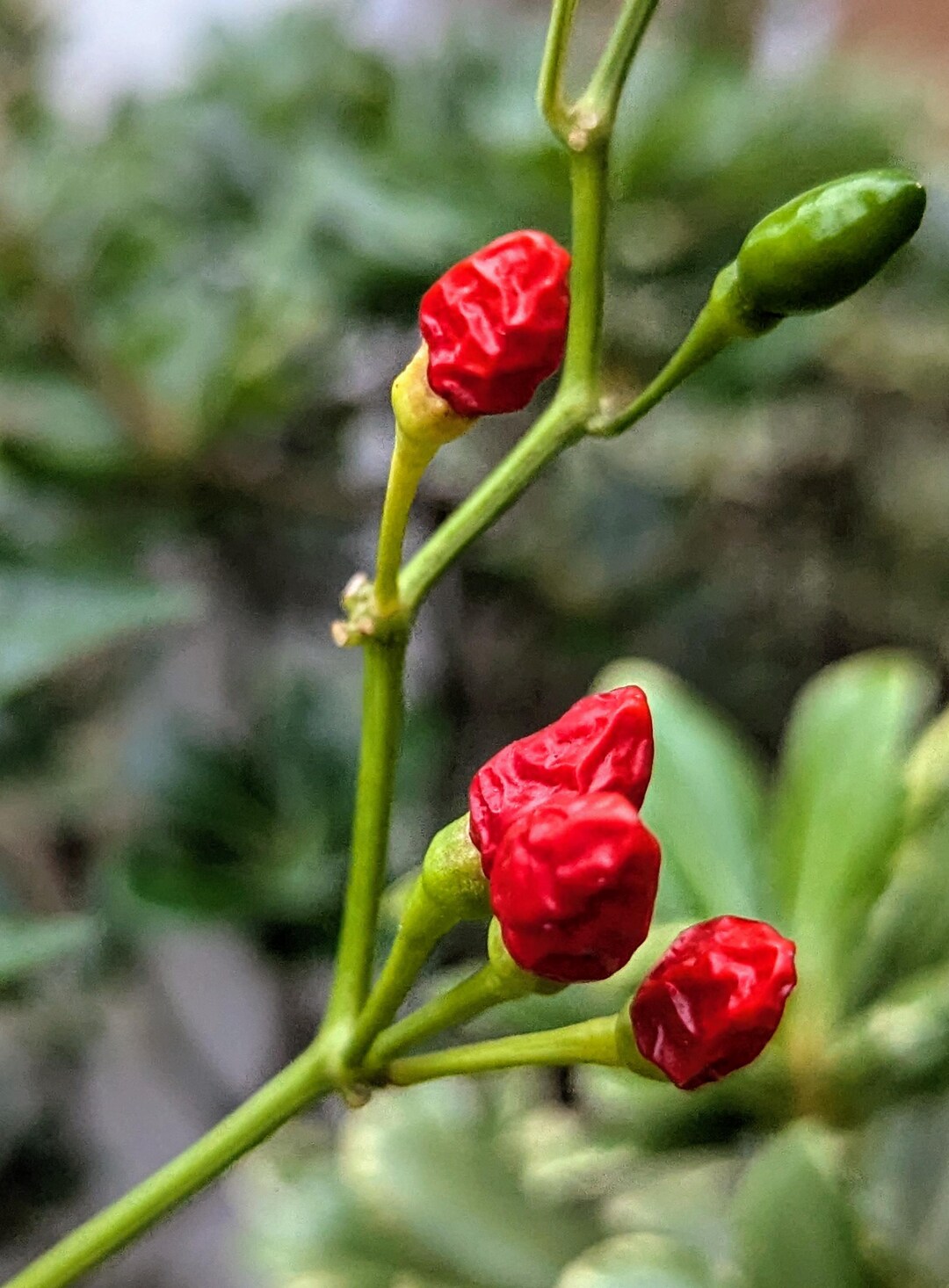 Very Hot Florida Bird Pepper 12 Seeds - Etsy