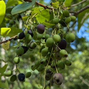 Grancy Greybeard, White Fringe Tree, Chionanthus Virginicus 13+ Seeds ...