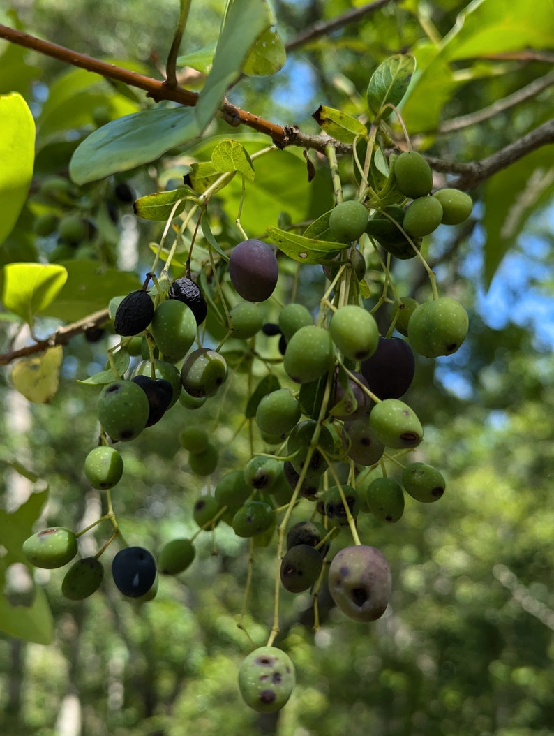 Grancy Greybeard, White Fringe Tree, Chionanthus Virginicus 13+ Seeds ...