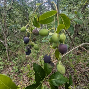 Grancy Greybeard, White Fringe Tree, Chionanthus Virginicus 13+ Seeds ...