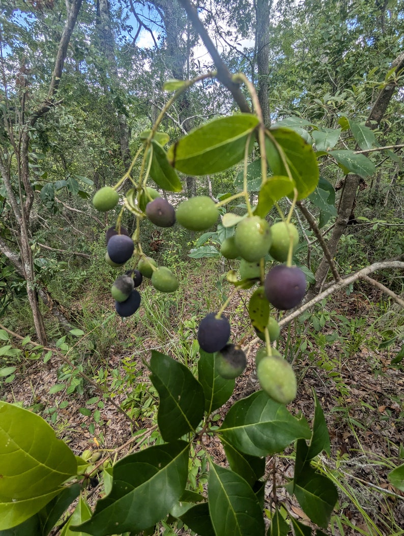 Grancy Greybeard, White Fringe Tree, Chionanthus Virginicus 13+ Seeds ...