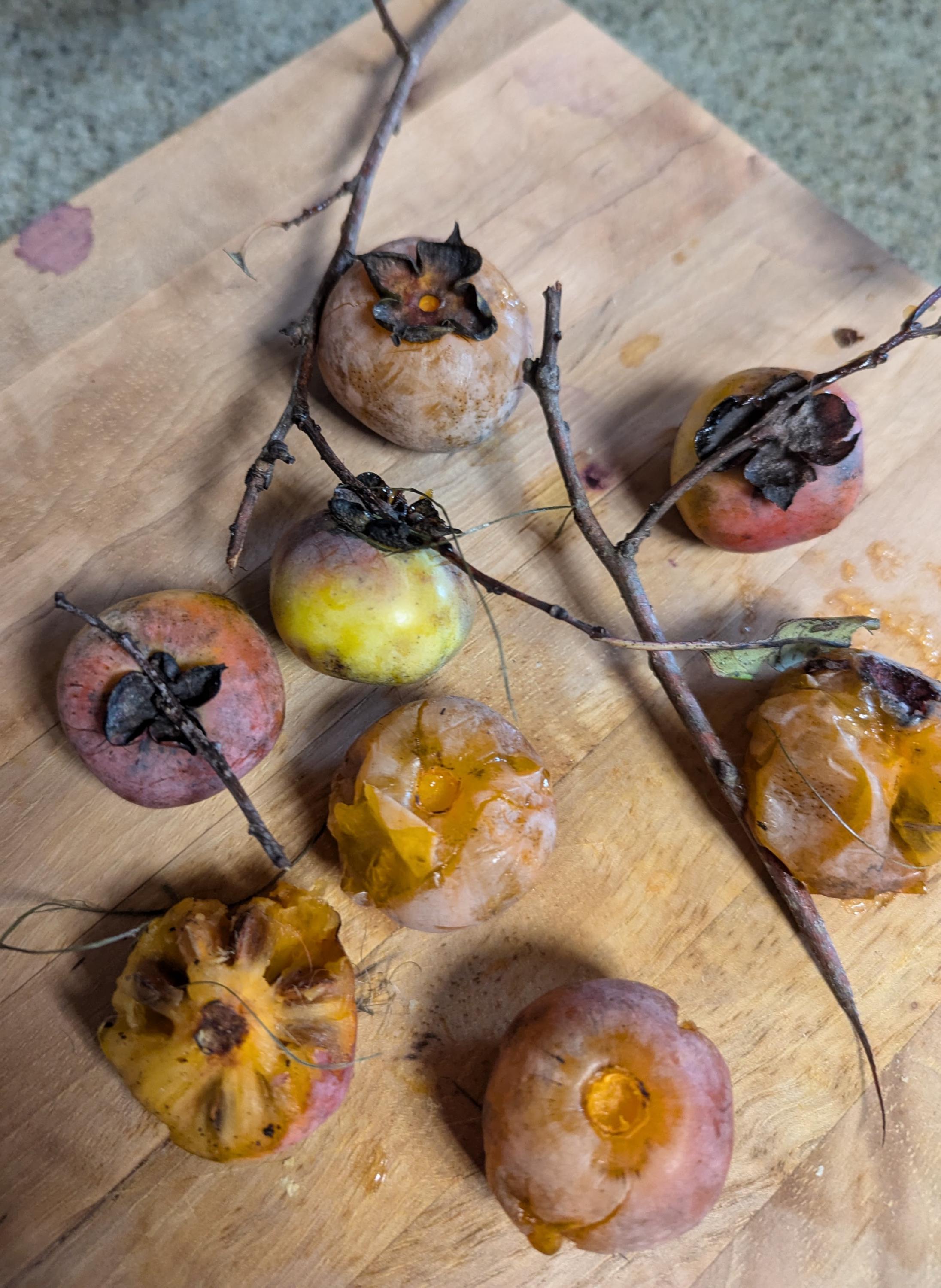 American Persimmon Seeds 11 Seeds Diospyros Virginiana Florida Native ...